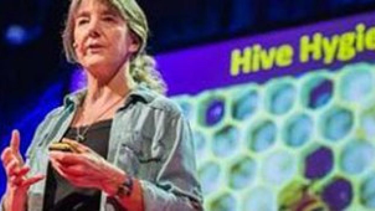 Marla Spivak: Why bees are disappearing | UC Davis Honey and ...